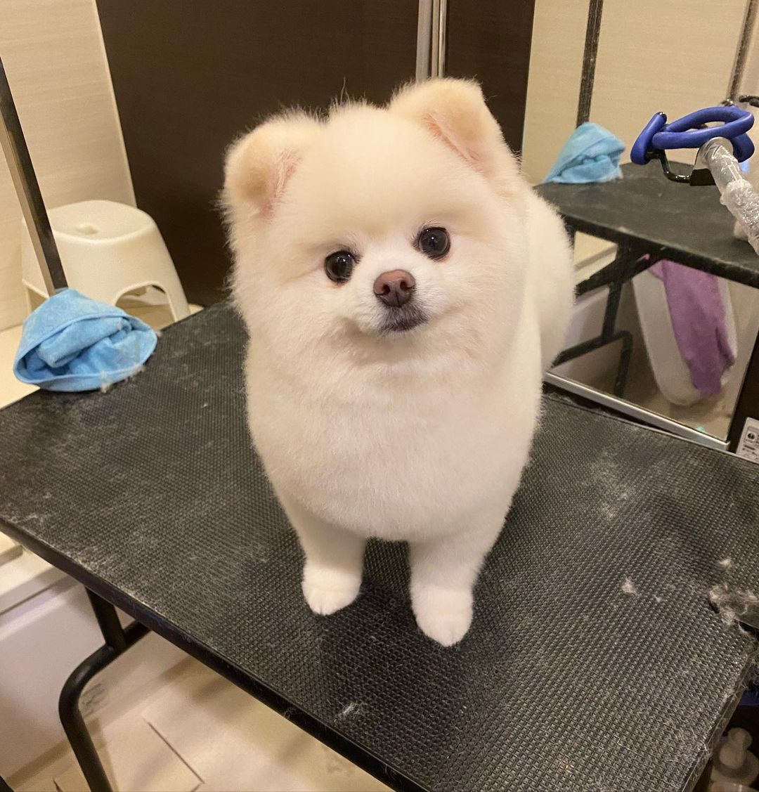 注文商品のご紹介 – @poco_pome0804様 | 株式会社 小野ユニフォーム